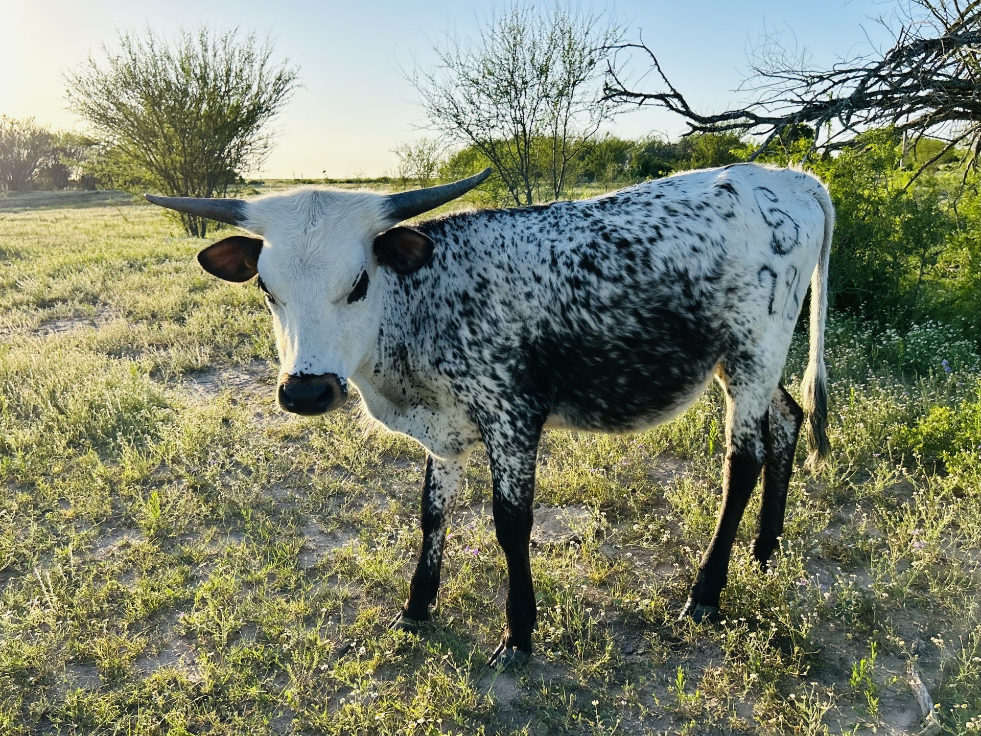 Double Tuff Confetti CCF